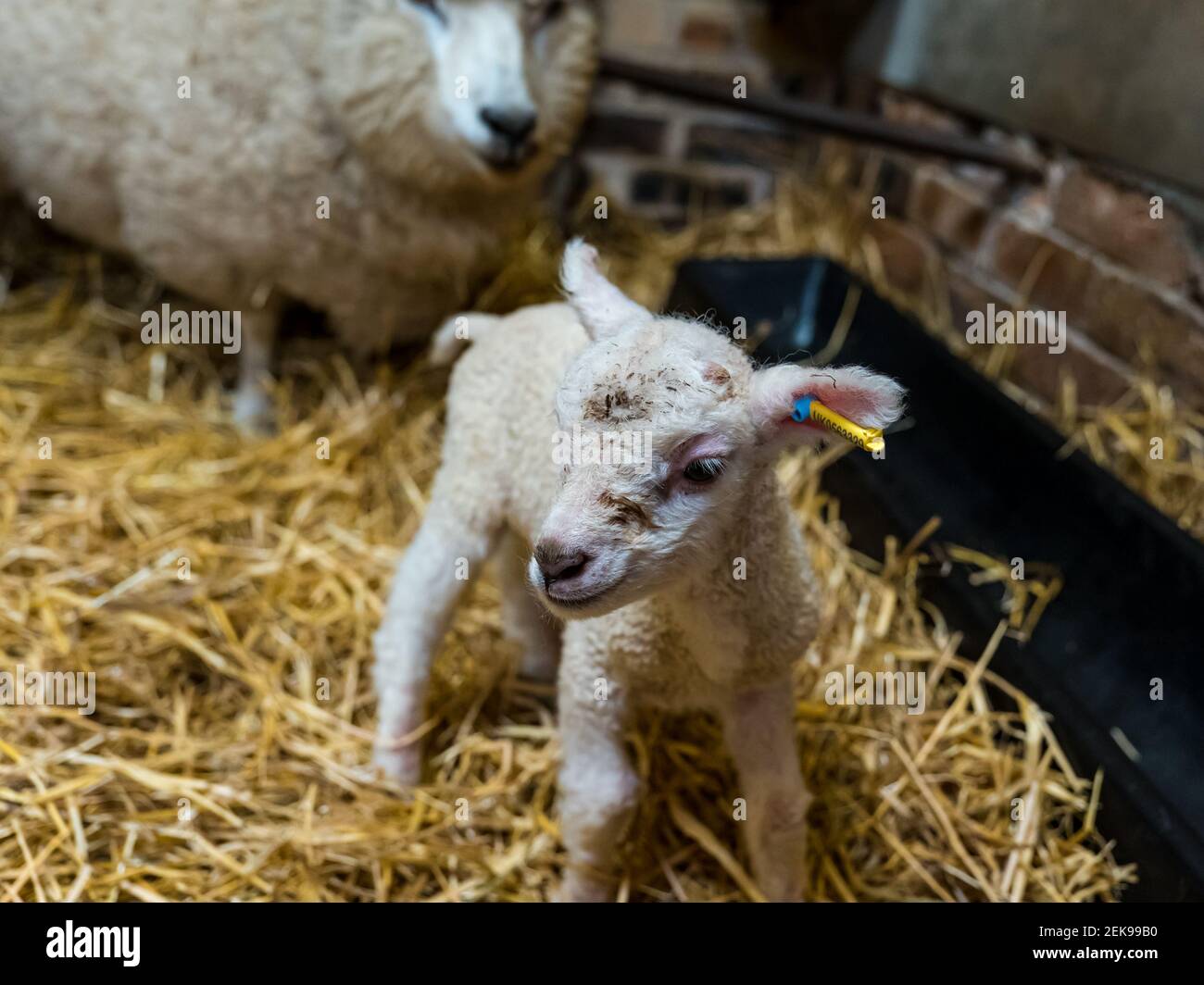Richard lamb hi-res stock photography and images - Alamy