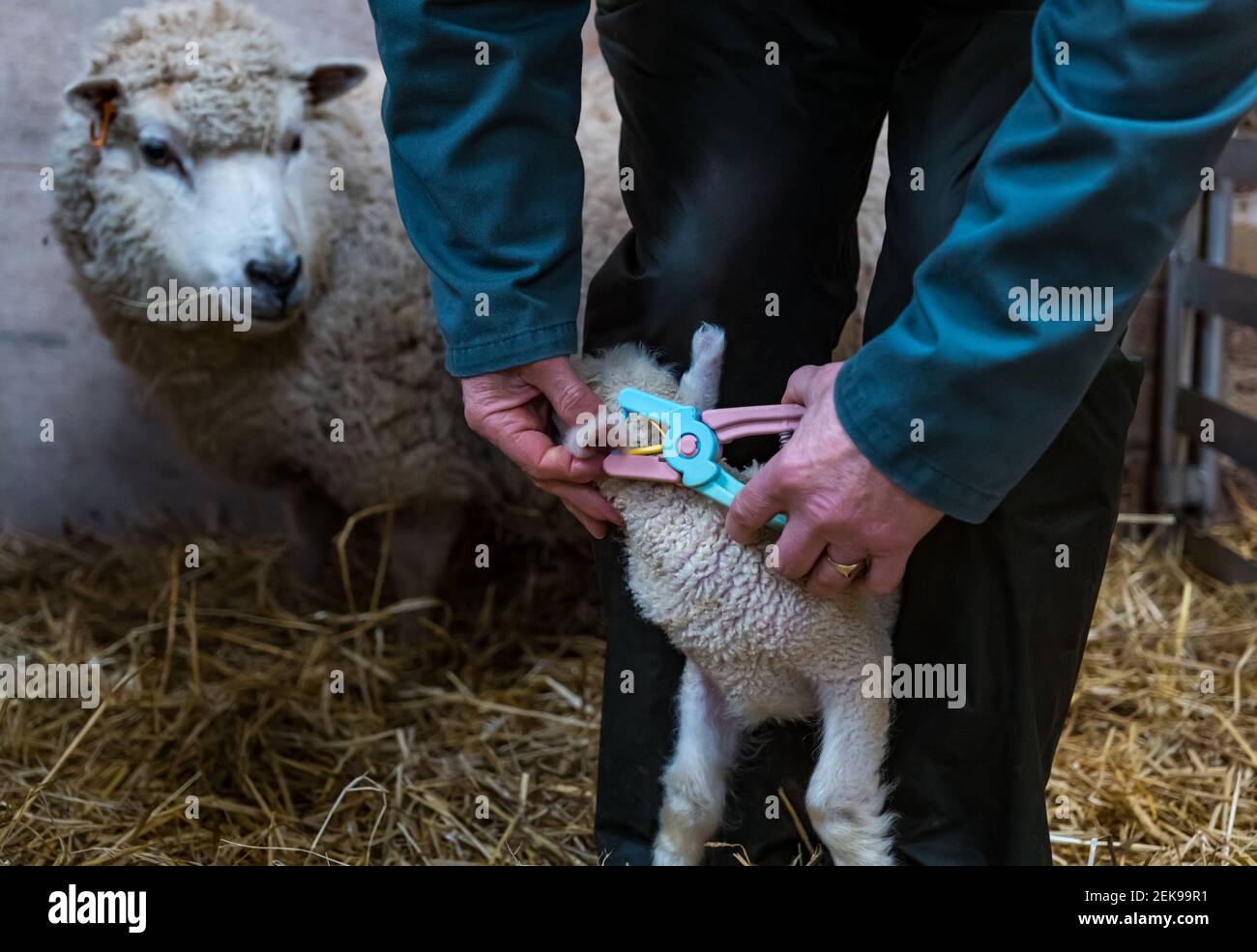 Ear tag hi-res stock photography and images - Alamy