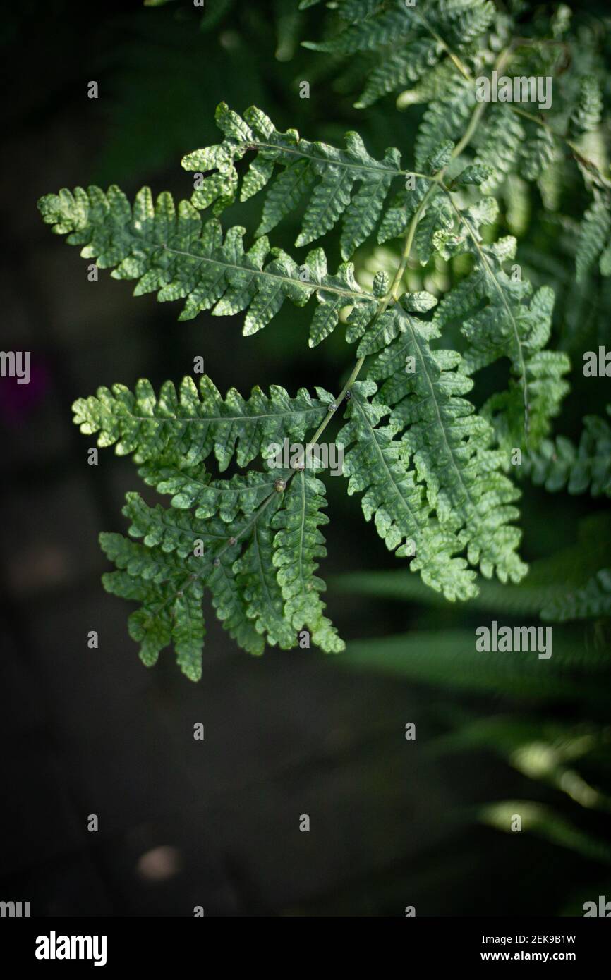 Botanical background in green summer garden Stock Photo - Alamy