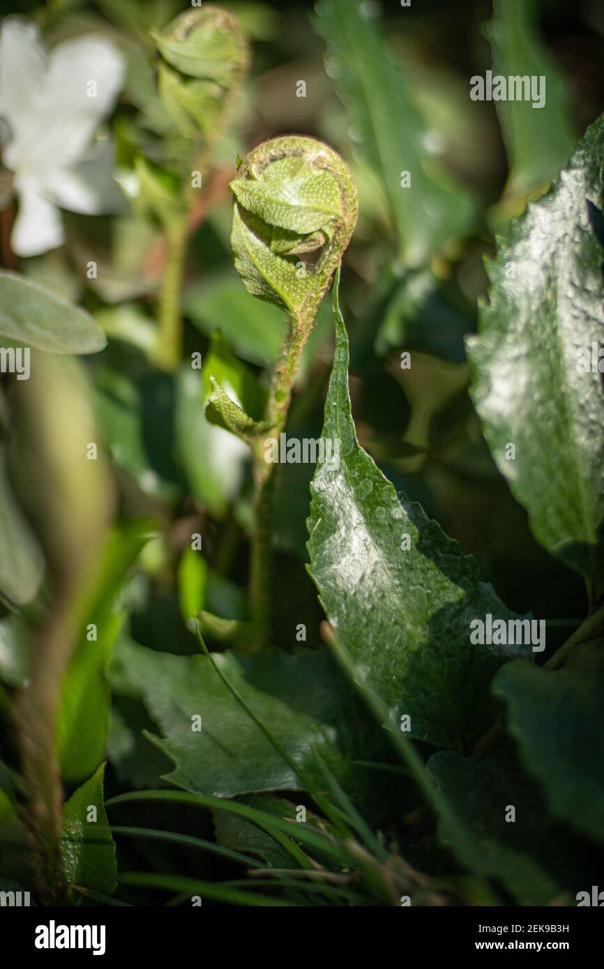 Botanical background in green summer garden Stock Photo - Alamy