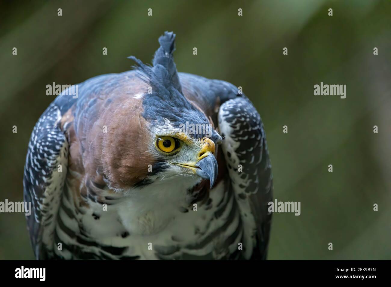 Ornate Hawk Eagle High Resolution Stock Photography and Images - Alamy