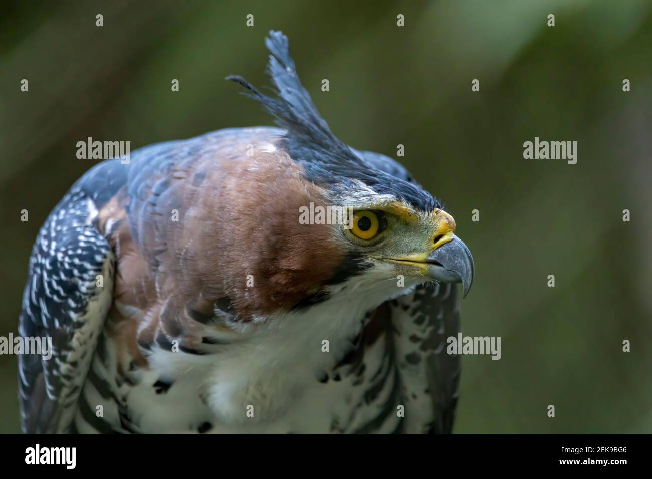 Spizaetus ornatus hi-res stock photography and images - Alamy