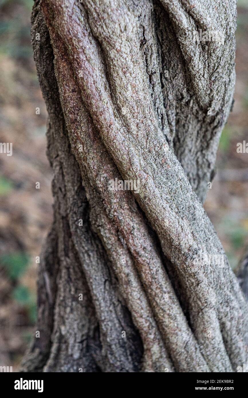 The twisted bark of a Ceanothus tree - background or texture Stock ...