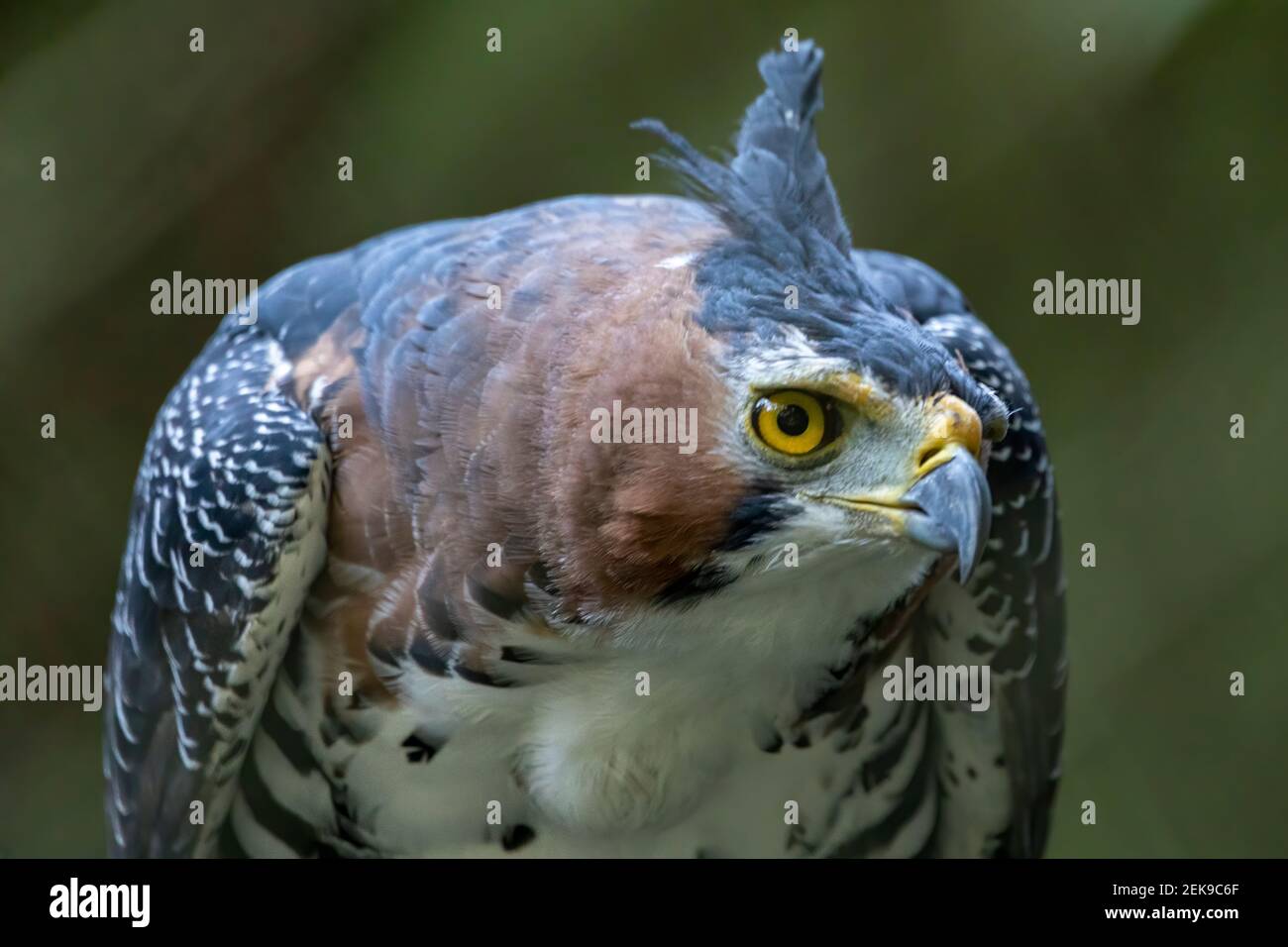 The ornate hawk-eagle (Spizaetus ornatus) is a fairly large bird of ...