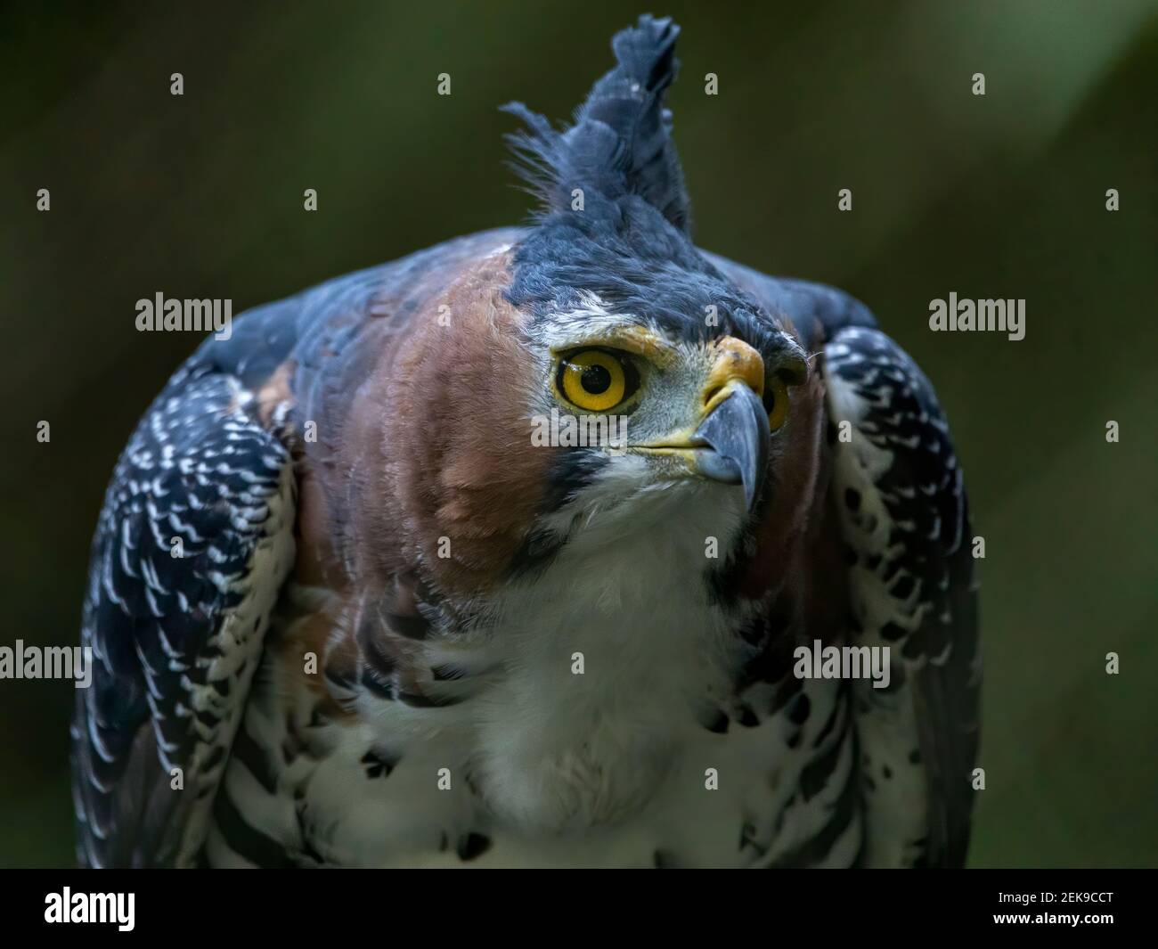 The ornate hawk-eagle (Spizaetus ornatus) is a fairly large bird of ...