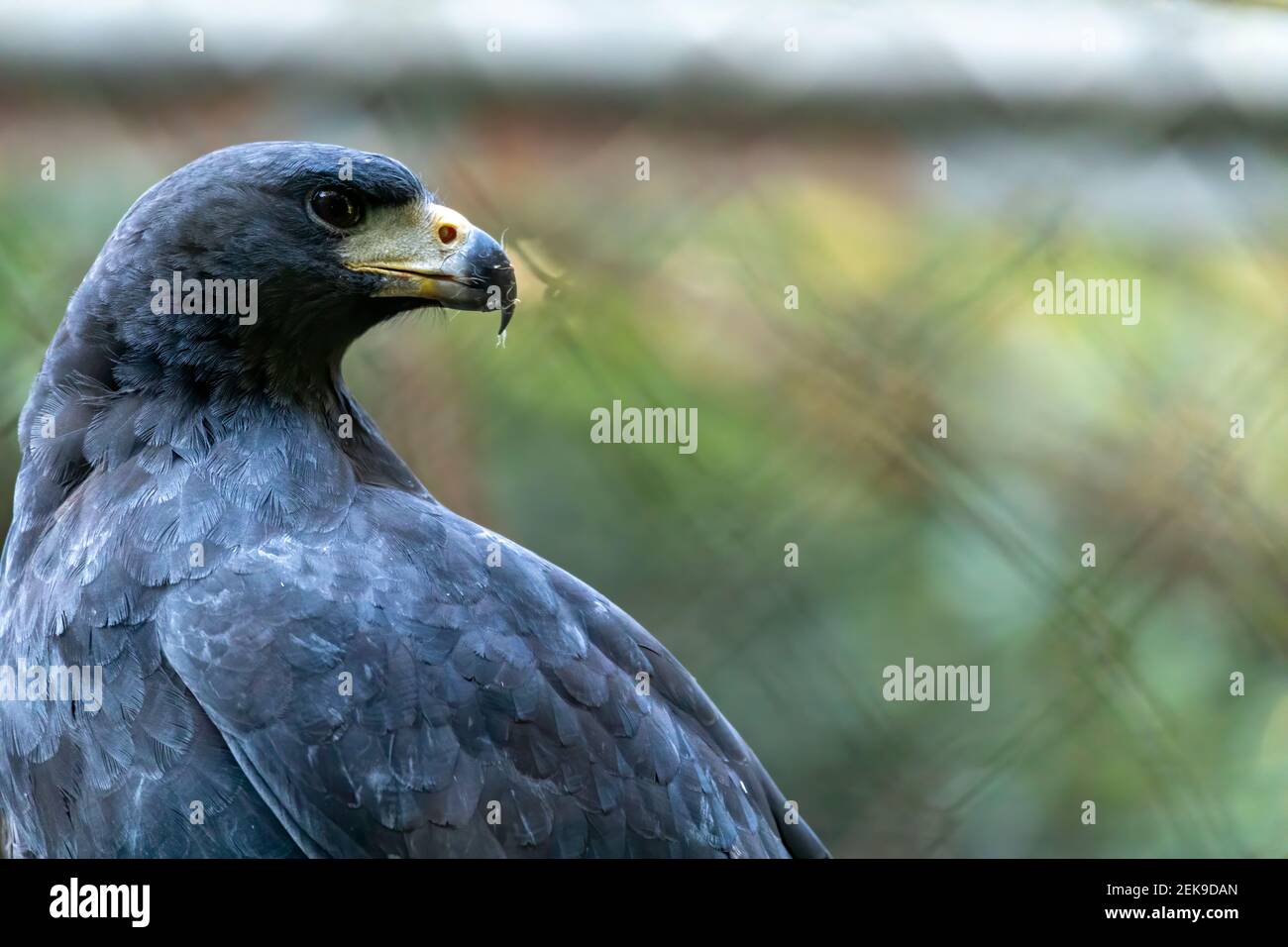 The adult great black hawk is 56 to 64 centimetres (22 to 25 in) long ...