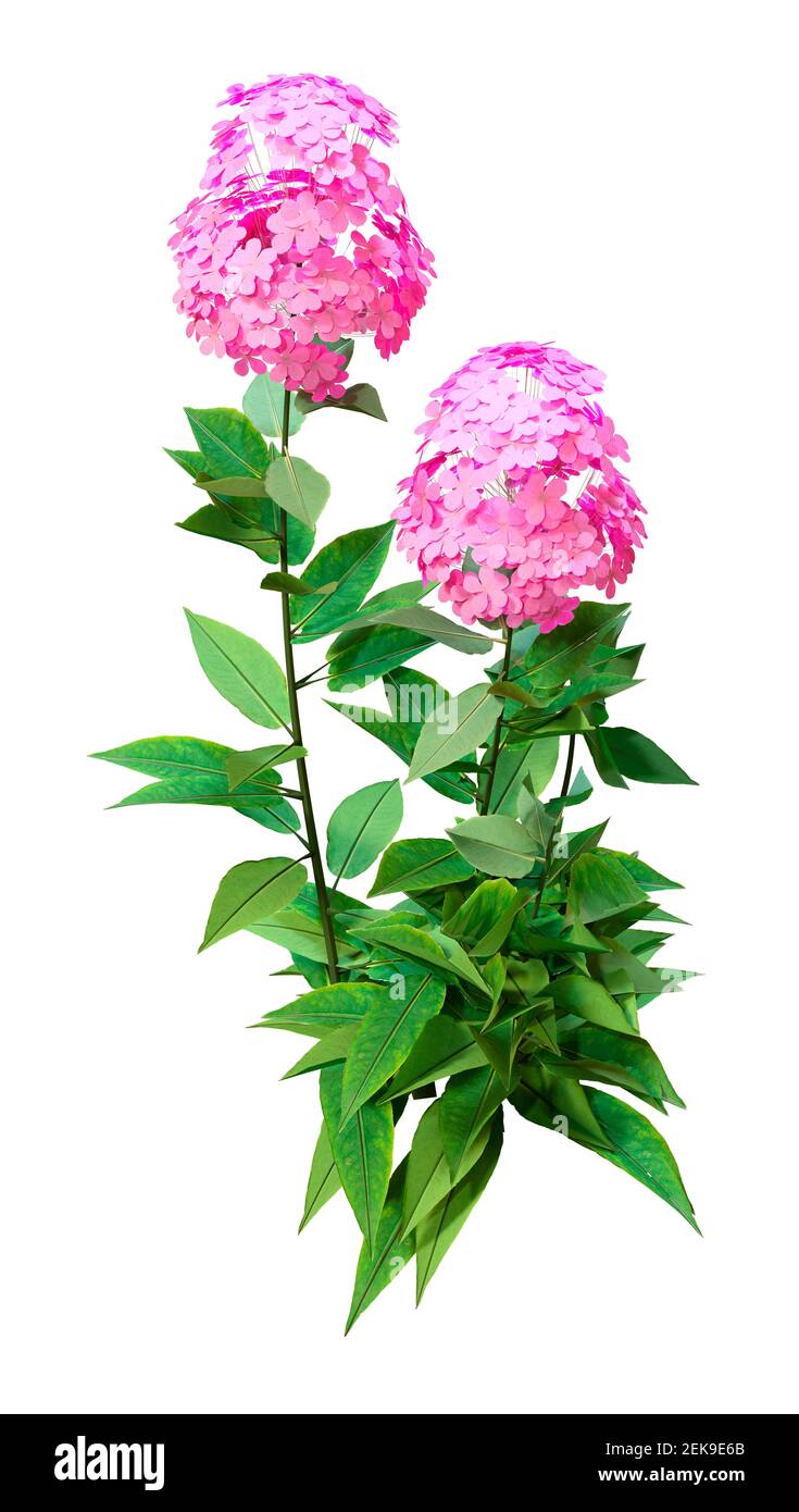 3D rendering of border Phlox or Phlox paniculata flowers isolated on ...