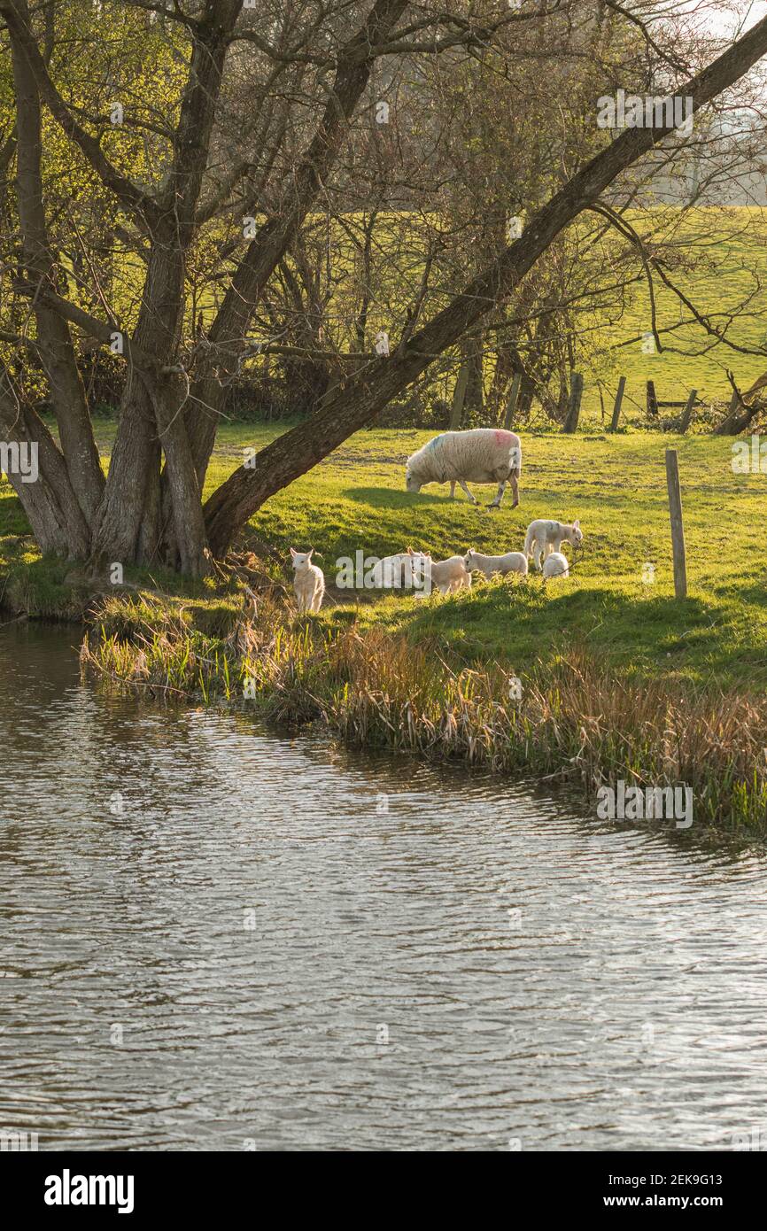 Welsh lamb in spring hi-res stock photography and images - Alamy
