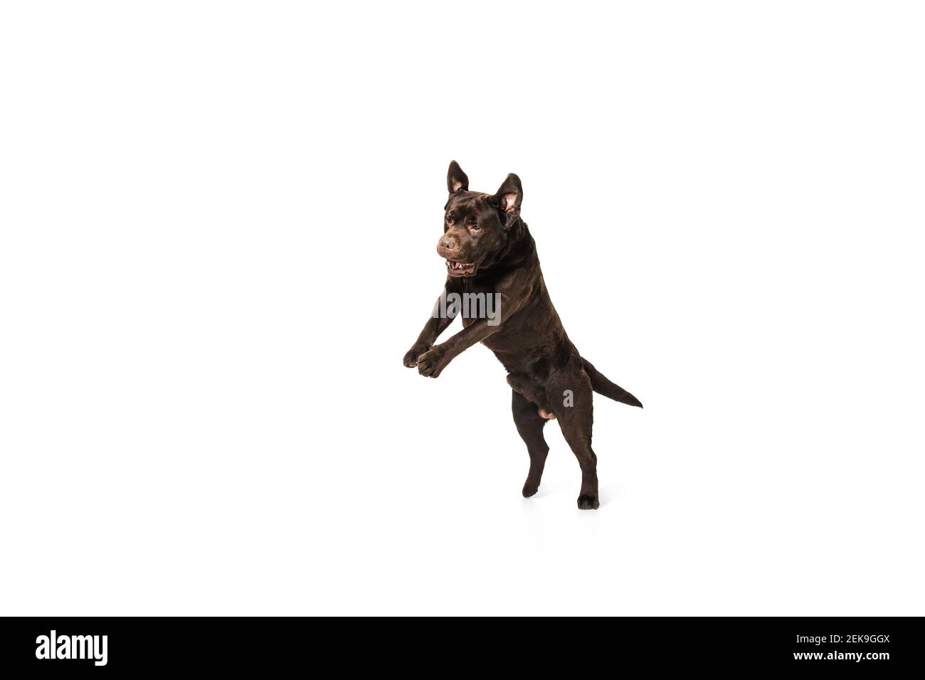 Jumping high. The brown, chocolate labrador retriever playing on white ...