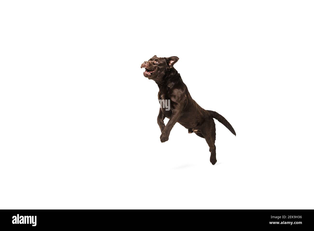 Jumping high. The brown, chocolate labrador retriever playing on white ...