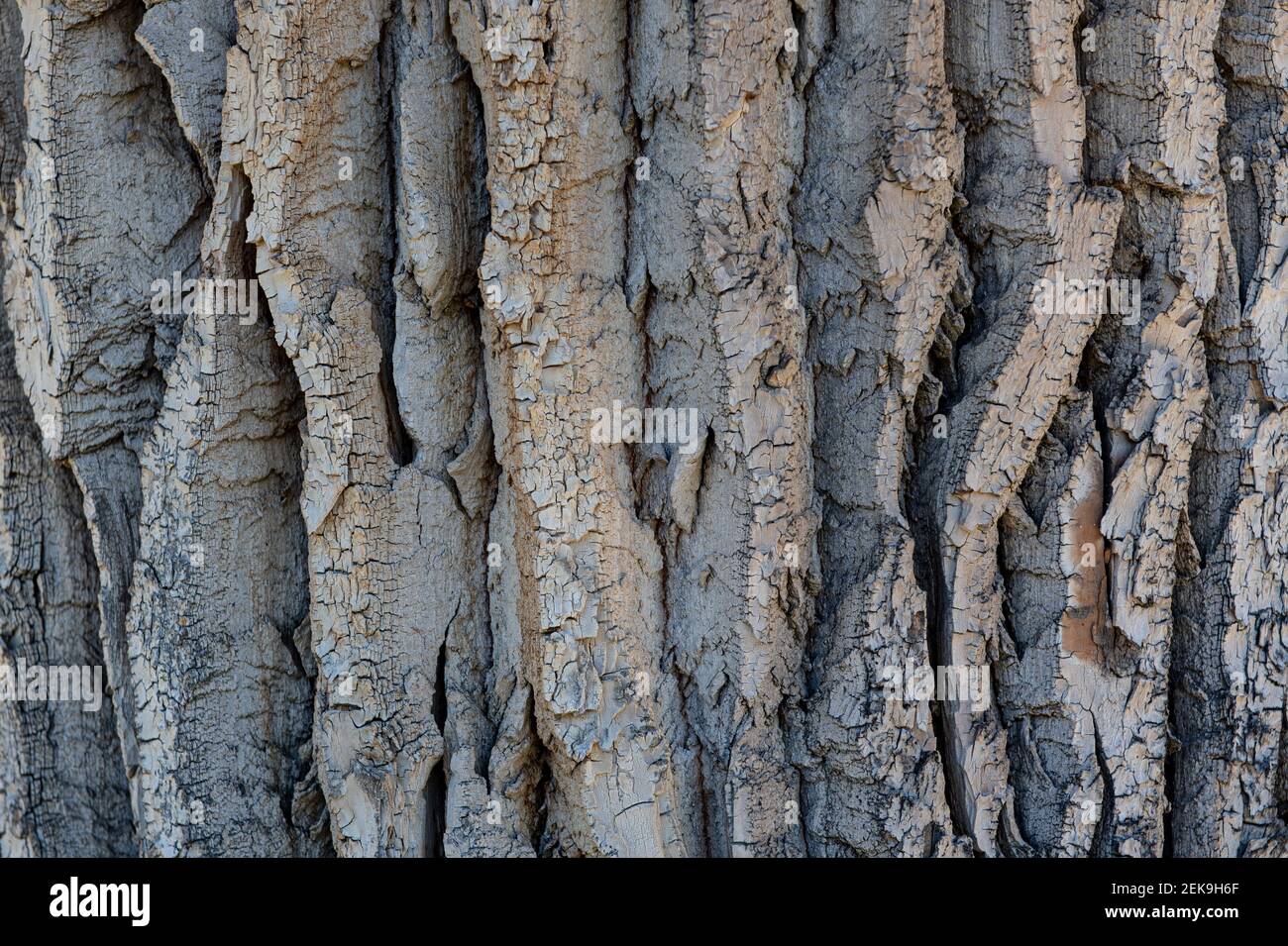 The texture of the bark of a Populus tree trunk- background or backdrop ...