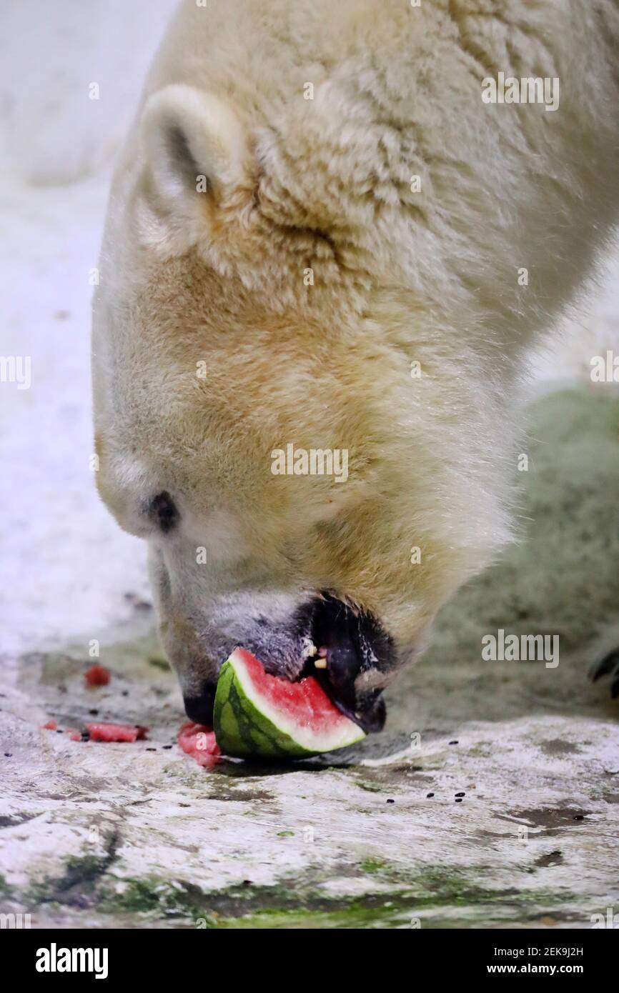 The marine animals are eating iced food to avoid the summer heat in ...