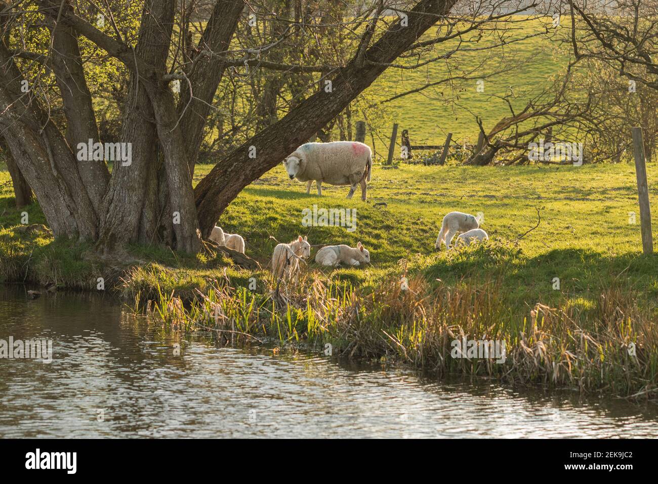 Welsh lamb in spring hi-res stock photography and images - Alamy
