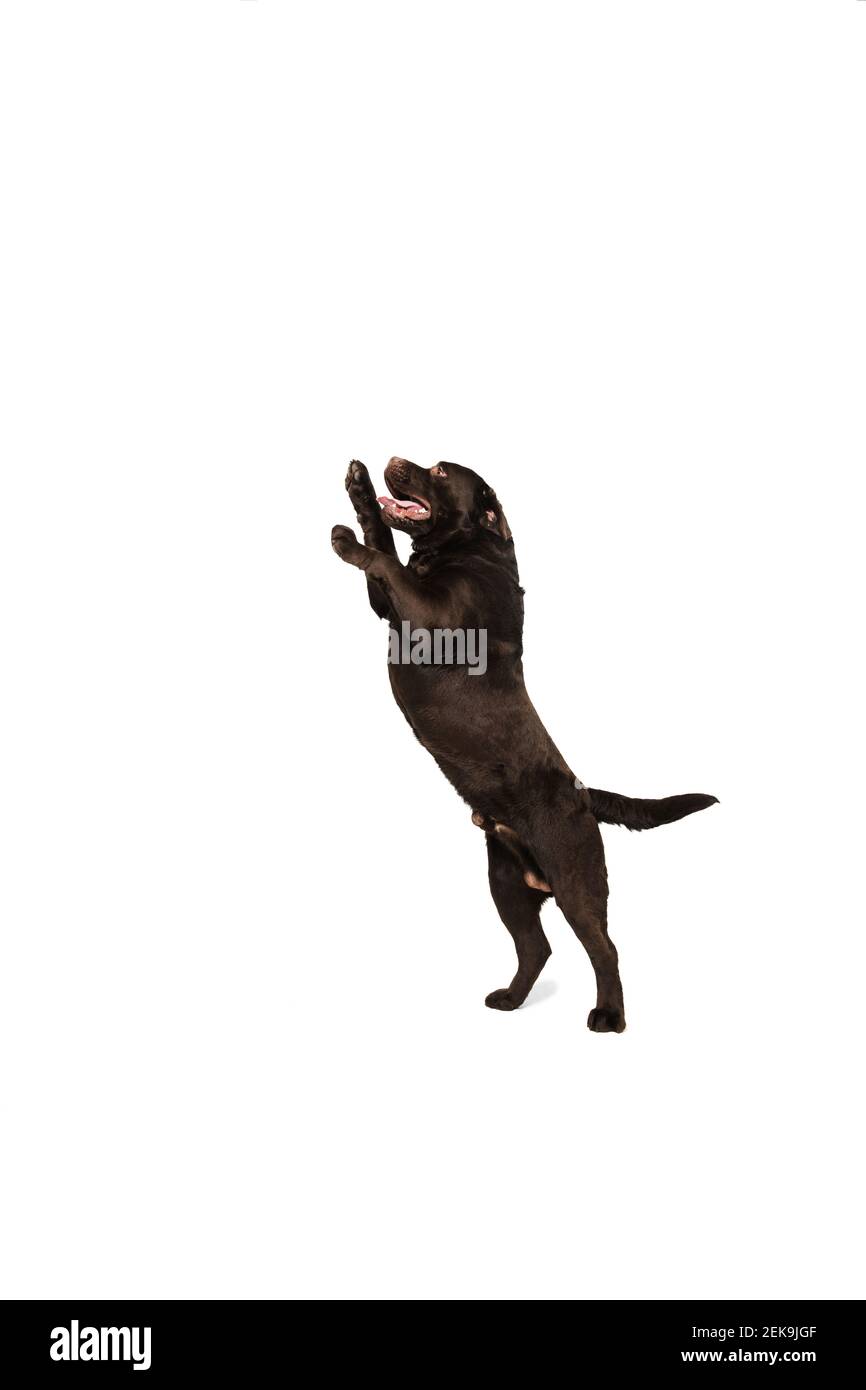 Mad. The brown, chocolate labrador retriever playing on white studio ...