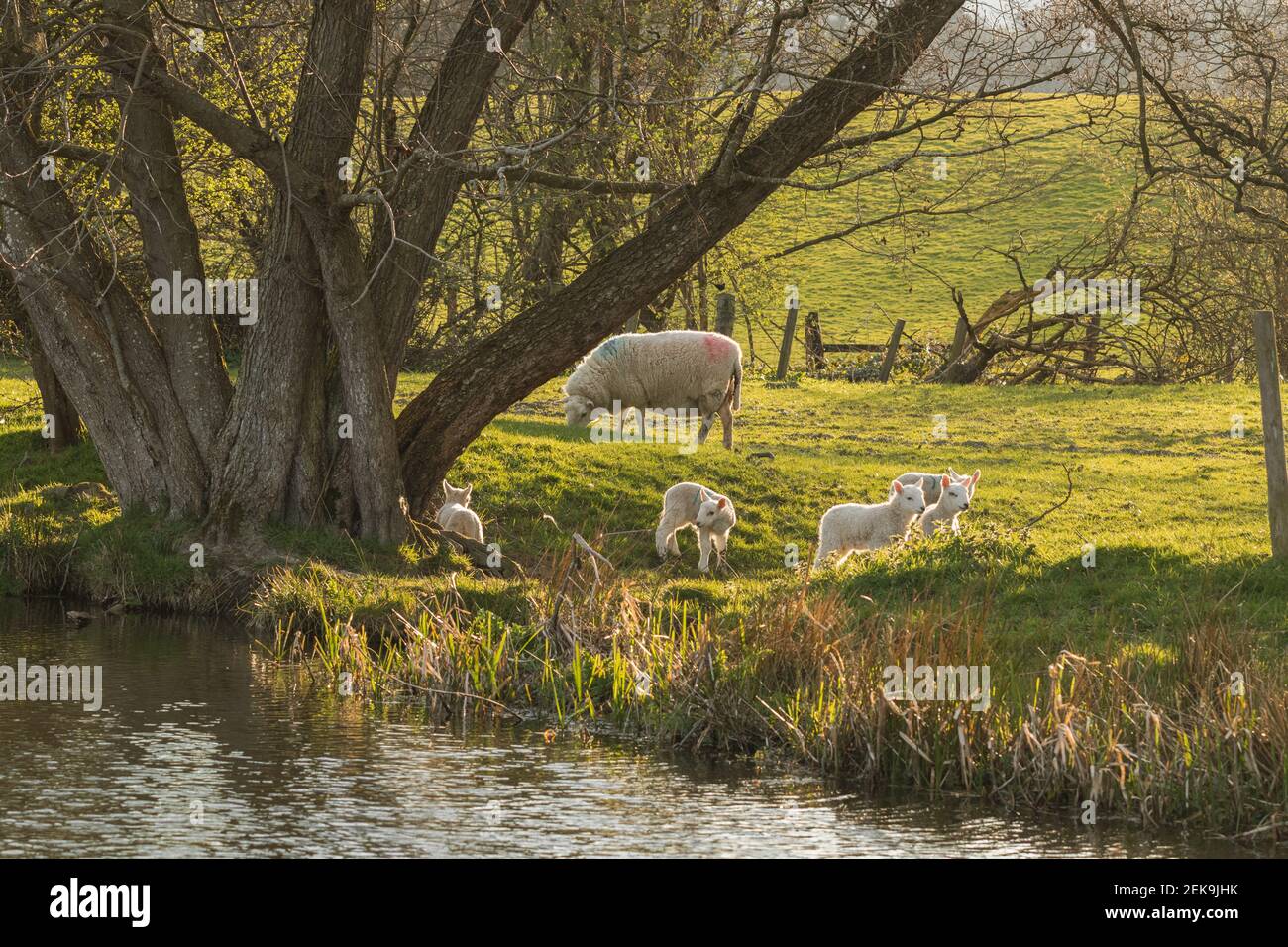 Lamb season hi-res stock photography and images - Alamy