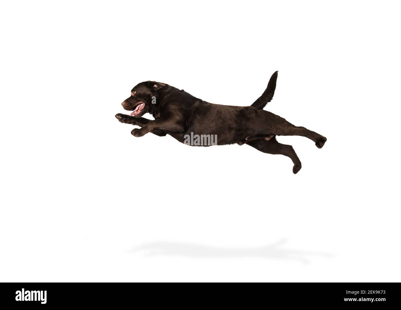 Crazy. The brown, chocolate labrador retriever playing on white studio ...