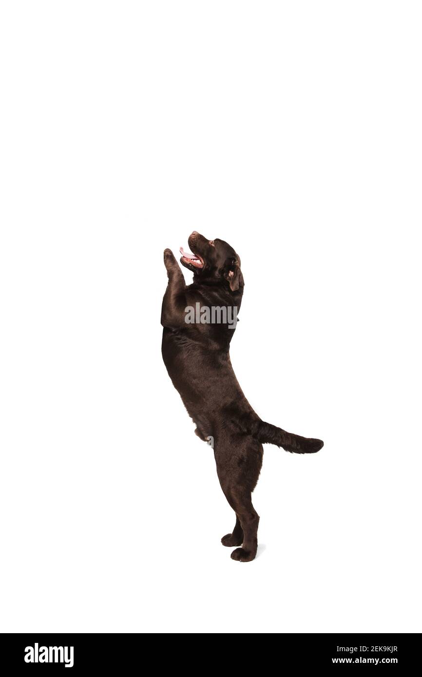 Crazy. The brown, chocolate labrador retriever playing on white studio ...