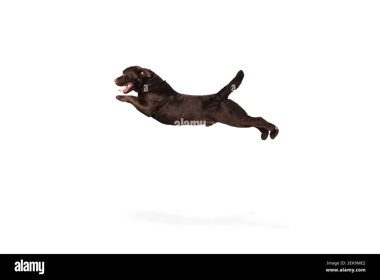 Crazy. The brown, chocolate labrador retriever playing on white studio ...