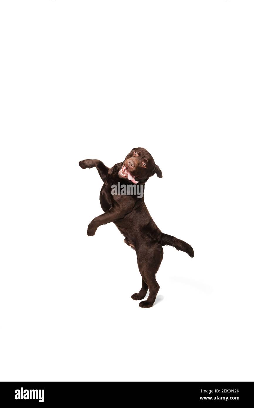 Getting mad. The brown, chocolate labrador retriever playing on white ...
