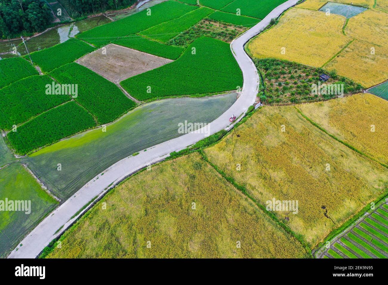 QUANZHOU, CHINA - JULY 16, 2020 - Colorful rice fields in Quanzhou ...