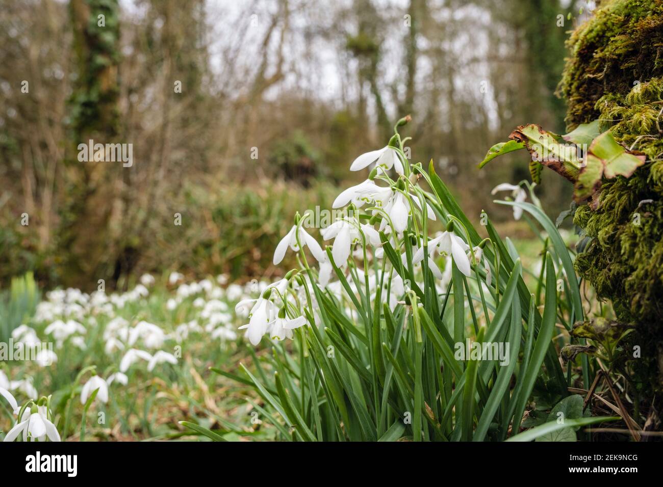 Wildflowers countryside hi-res stock photography and images - Alamy