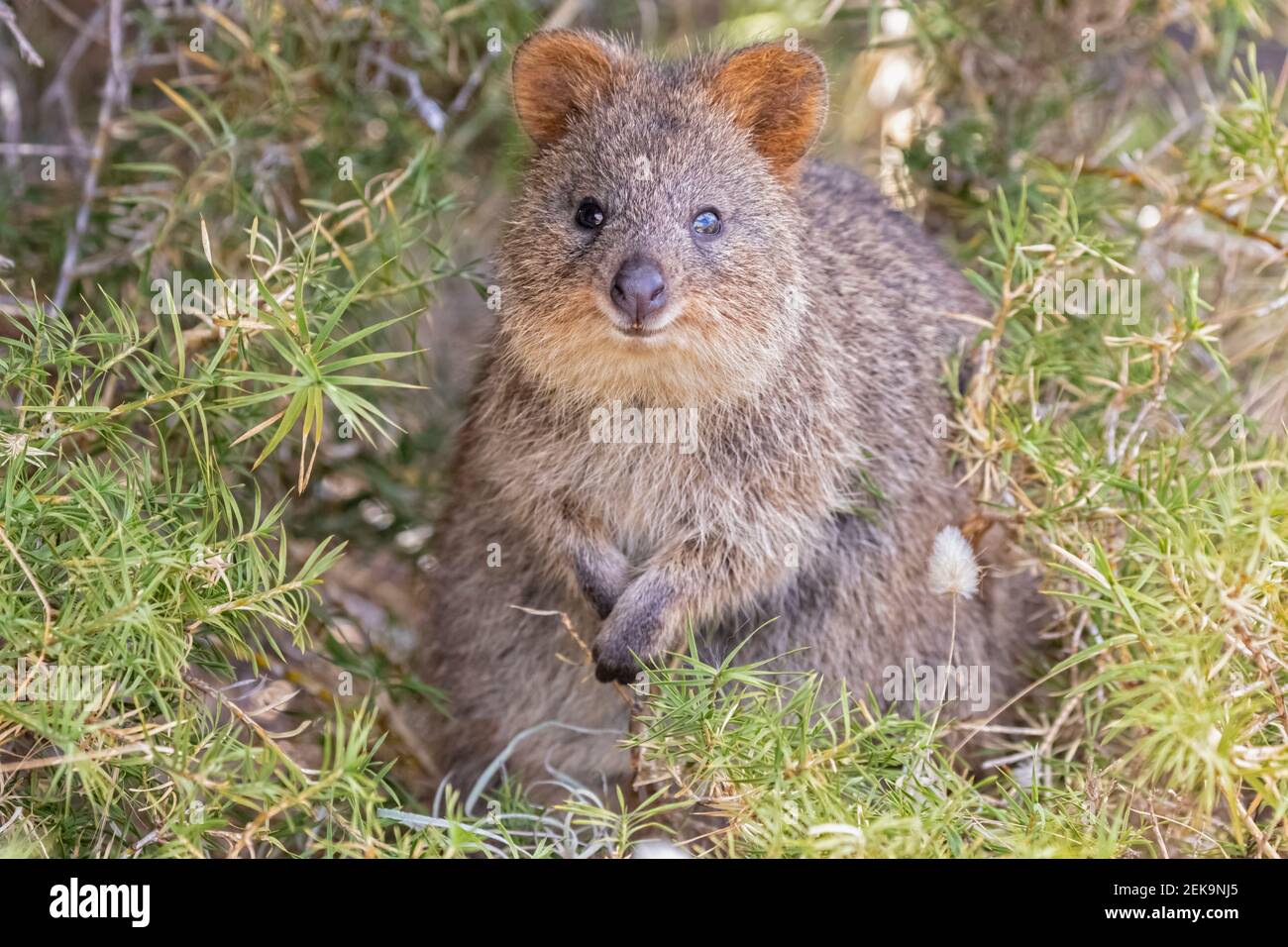 Australia, Western Australia, Rottnest Island, Close up of quokka (Setonix brachyurus Stock ...