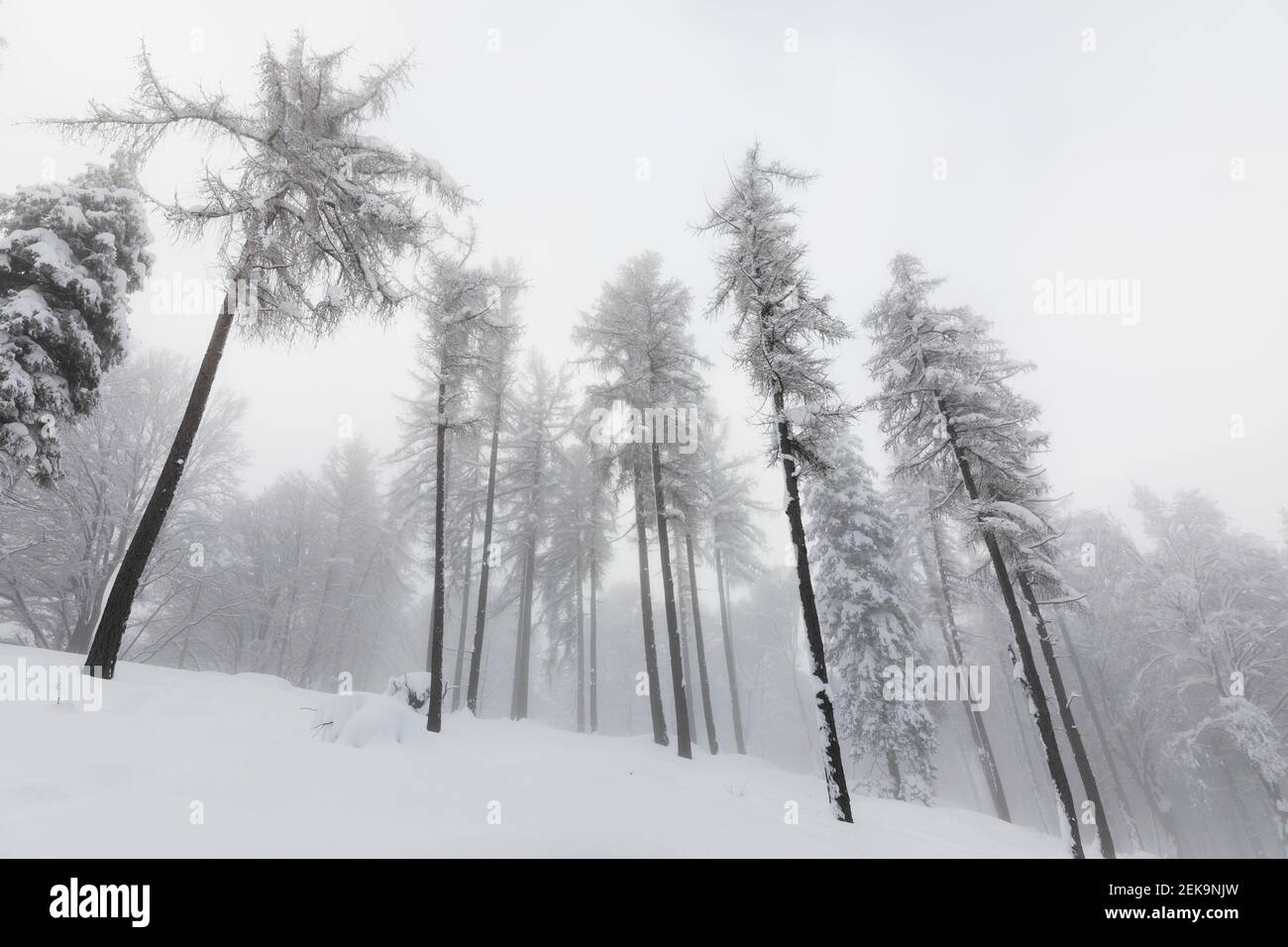 Frozen trees in forest Stock Photo - Alamy