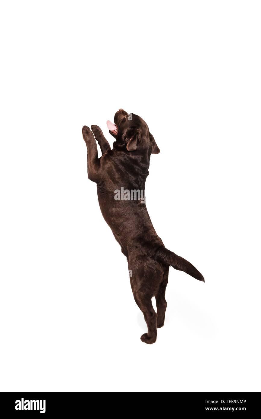 Getting mad. The brown, chocolate labrador retriever playing on white ...