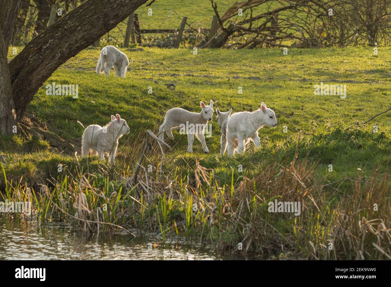 Young newborn lambs (ovis aries) playing during spring in Mid Wales ...