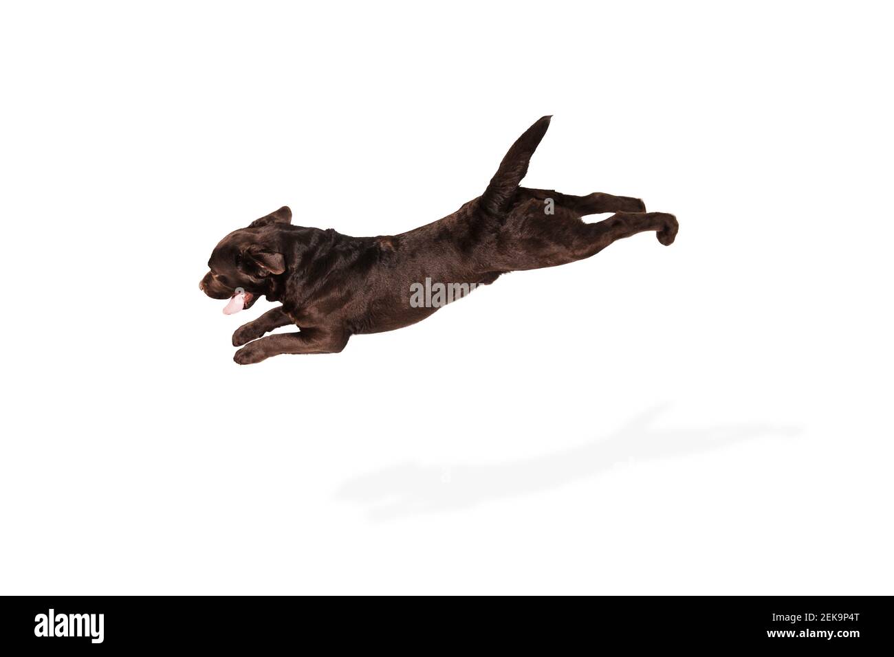 Flying. The brown, chocolate labrador retriever playing on white studio ...