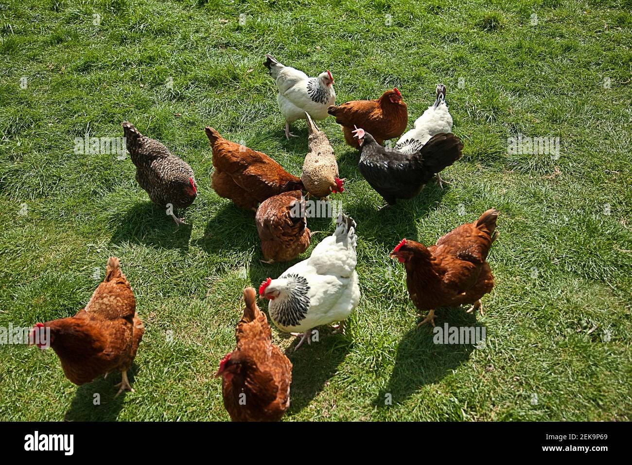 Full big chicken hi-res stock photography and images - Alamy