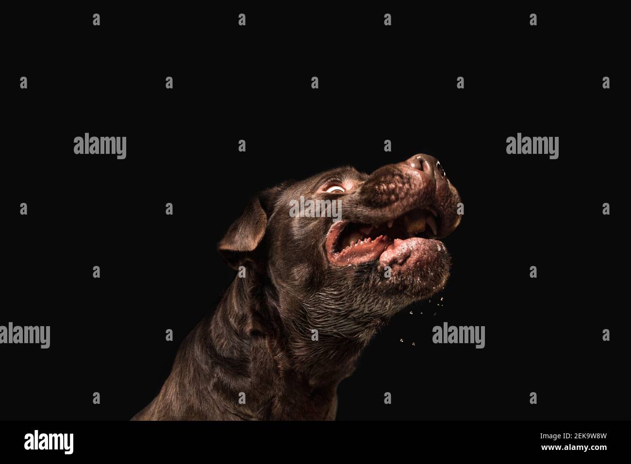 Funny. The brown, chocolate labrador retriever playing on black studio ...