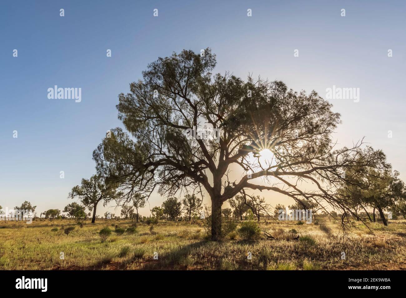 The sun and the tree hi-res stock photography and images - Alamy