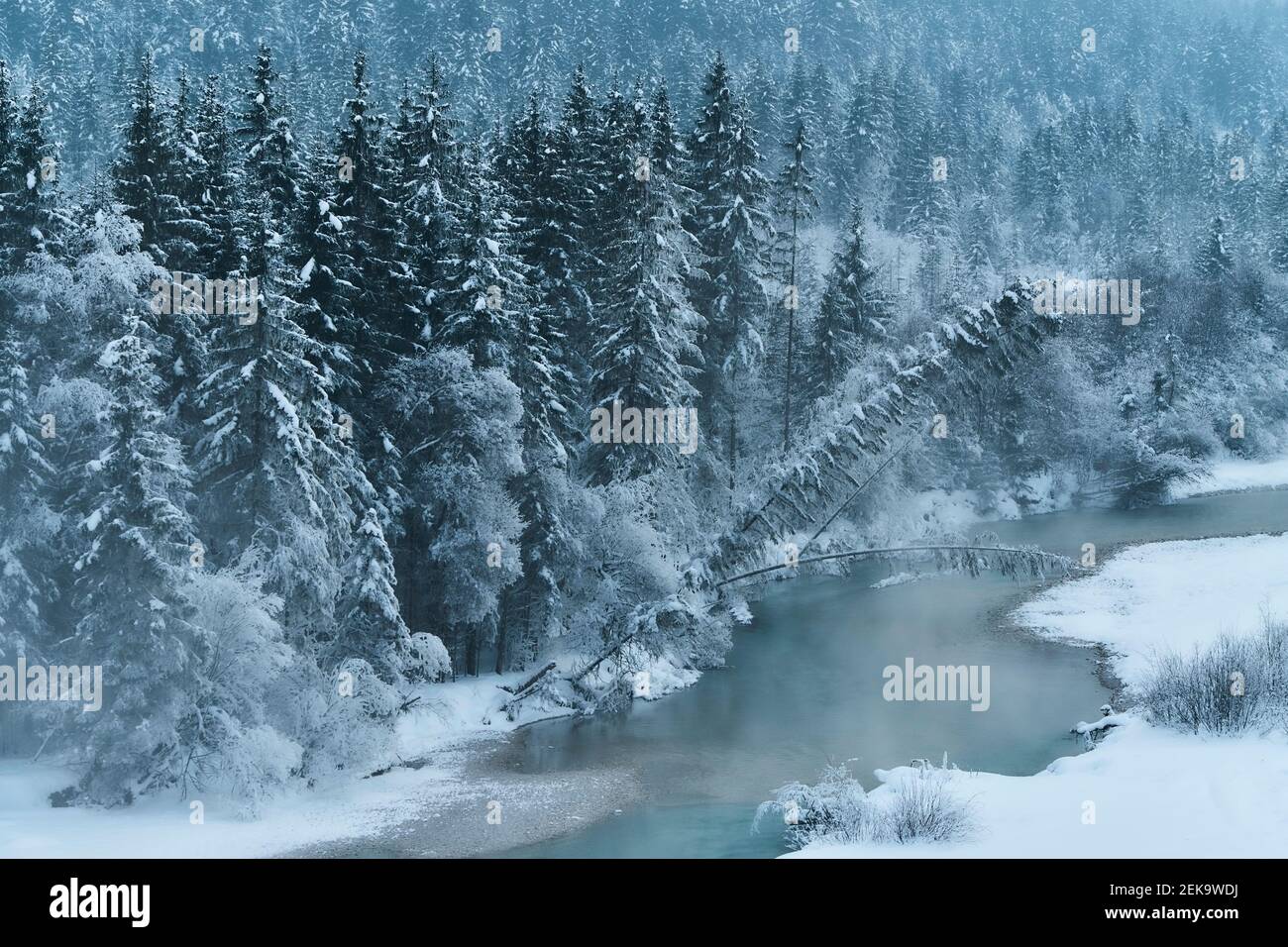 Snow covered trees and Isar river, Bavaria, Germany Stock Photo - Alamy