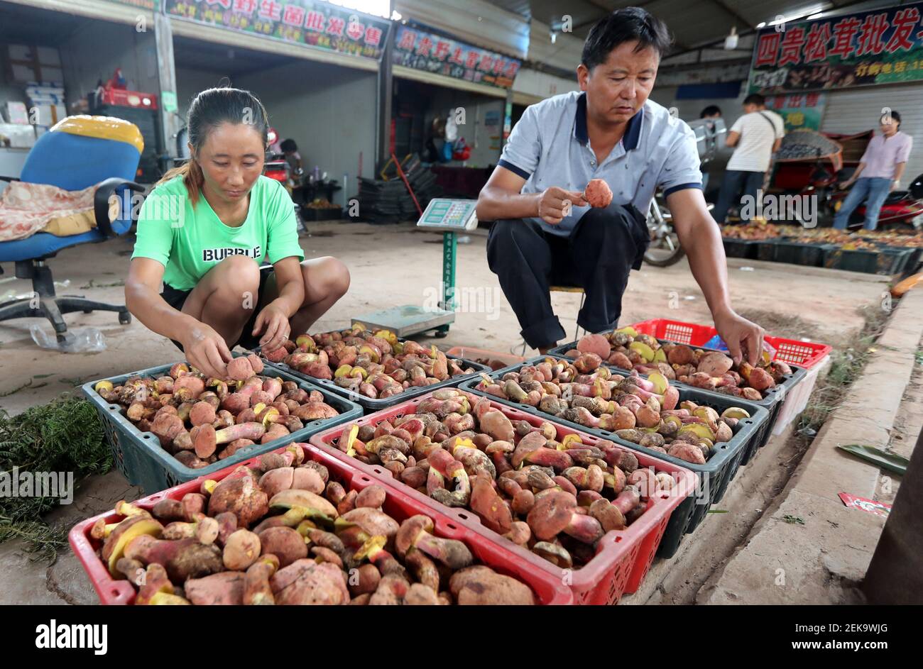 Vendors sell wild edible mushrooms in a market in Chuxiong city ...
