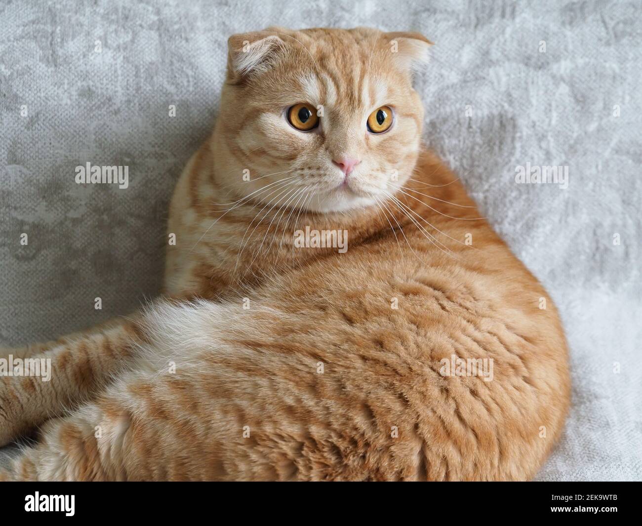scottish fold red cat at home Stock Photo - Alamy