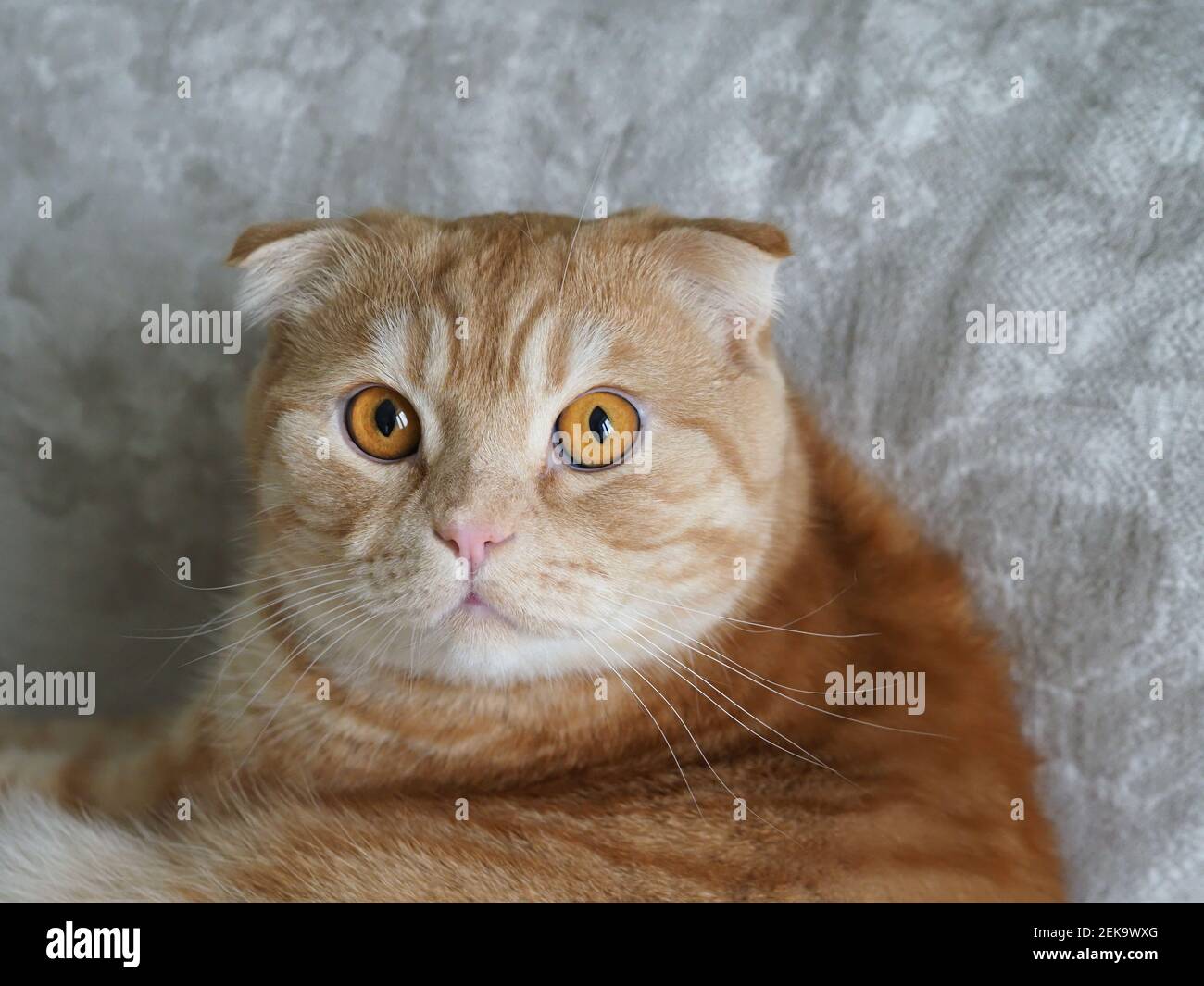 scottish fold red cat at home Stock Photo - Alamy