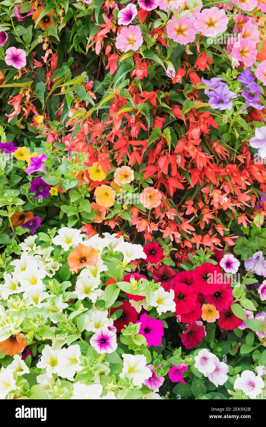 Summer petunia flowers hi-res stock photography and images - Alamy