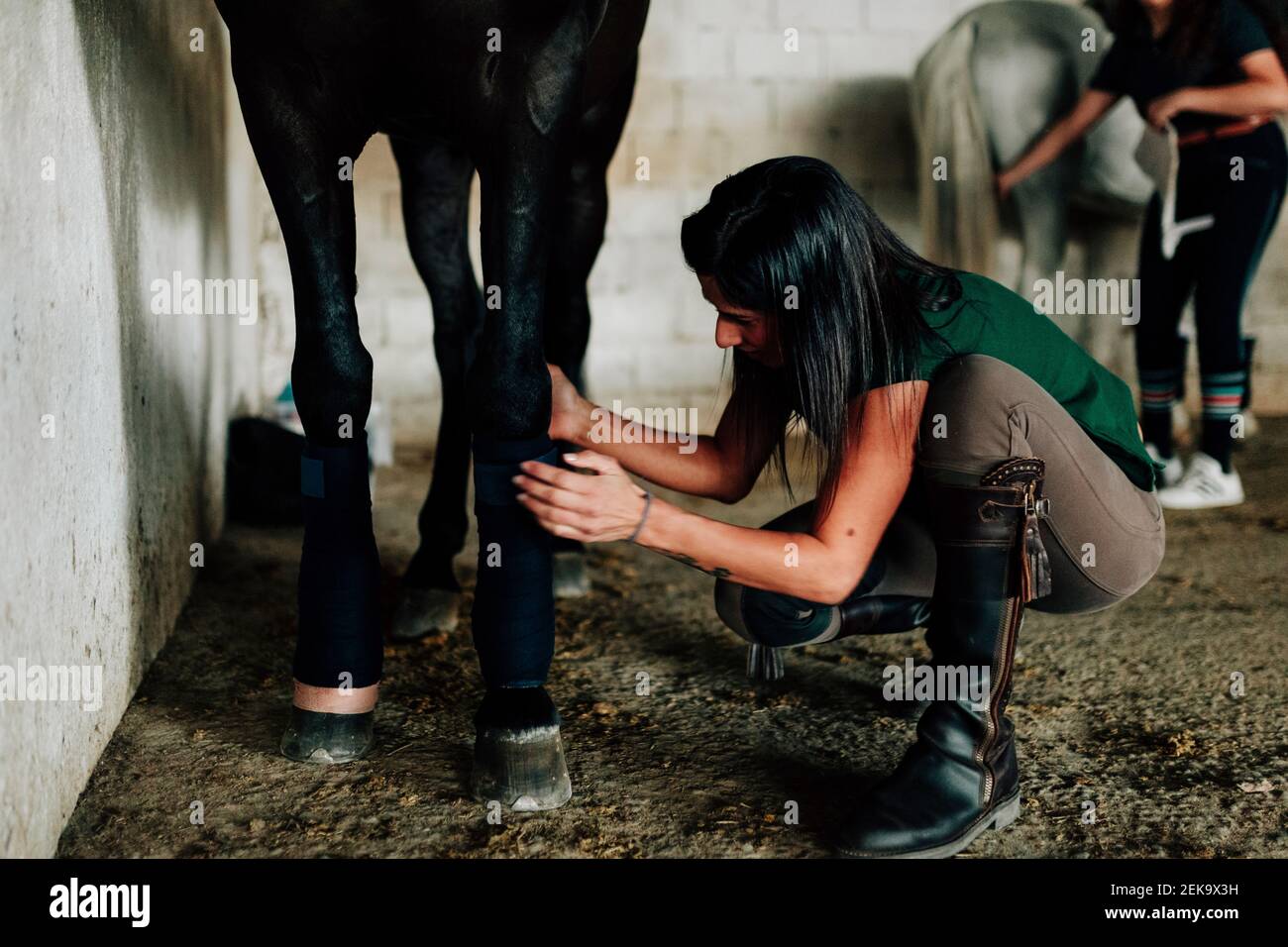 Woman examining horse's leg at stable while female friend seen in ...