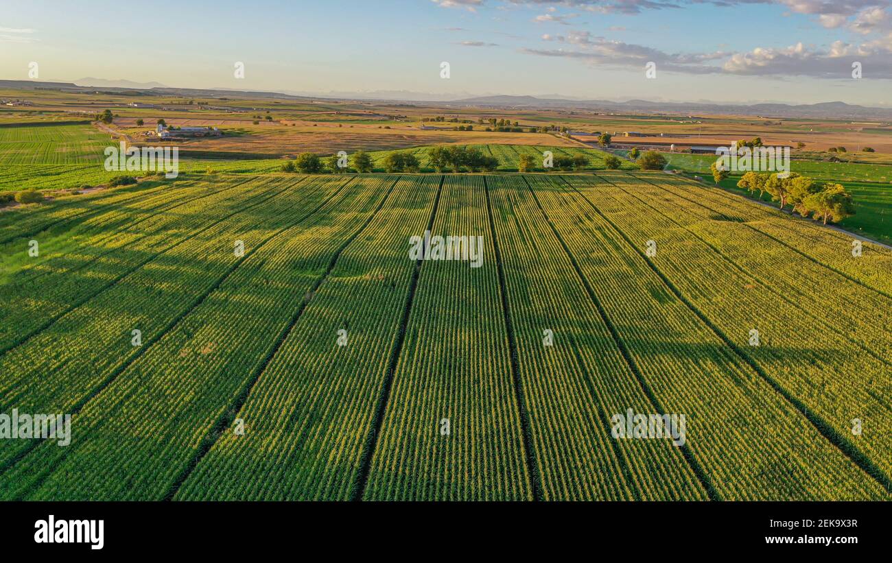 Aerial view of field at sunset Stock Photo - Alamy