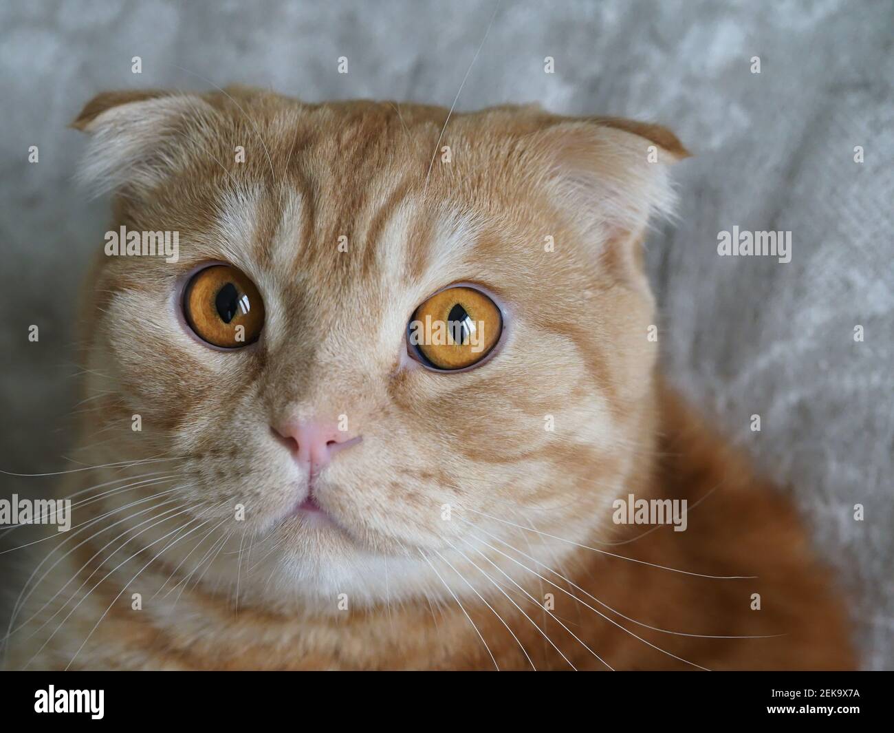 scottish fold red cat at home Stock Photo - Alamy
