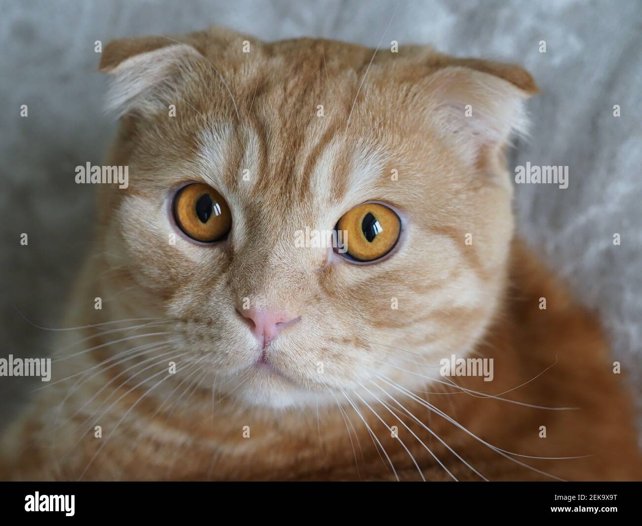 scottish fold red cat at home Stock Photo - Alamy