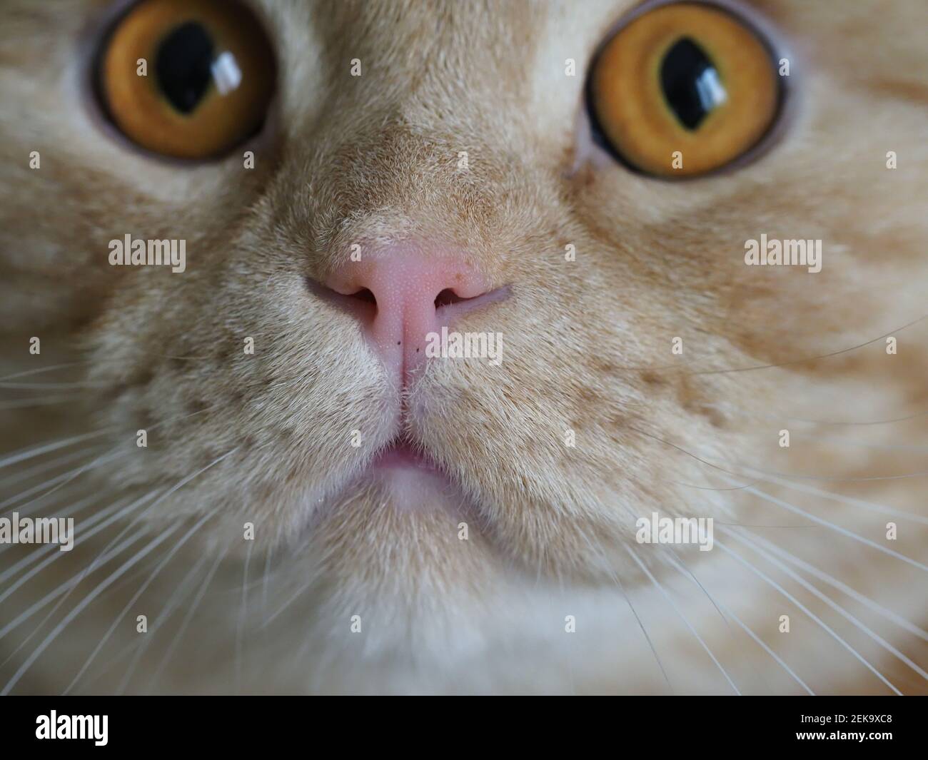 scottish fold red cat at home Stock Photo - Alamy