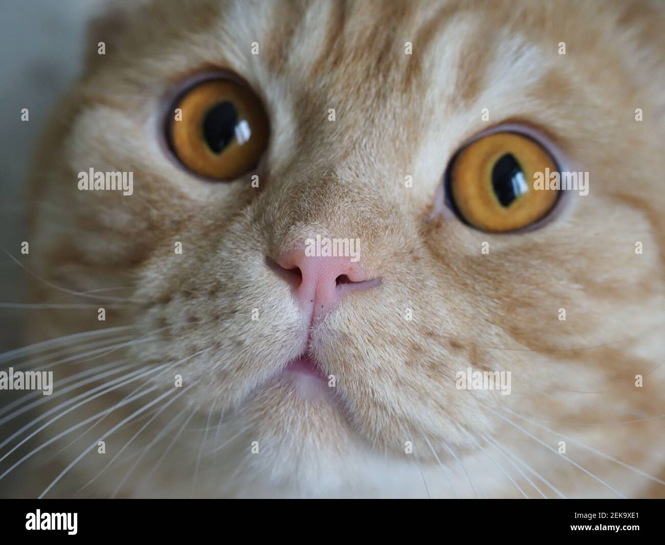 scottish fold red cat at home Stock Photo - Alamy