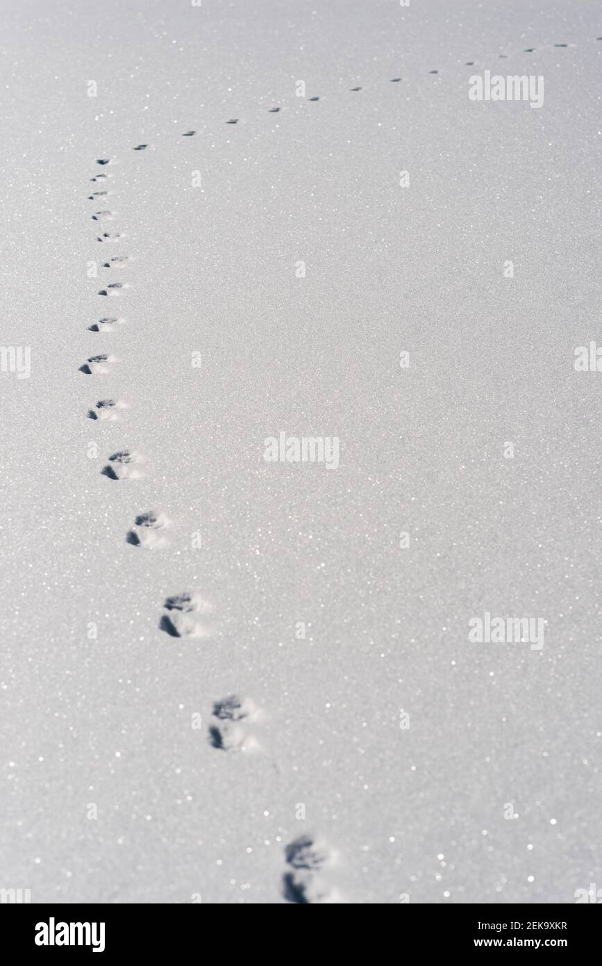 Animal footprints in dust snow Stock Photo - Alamy