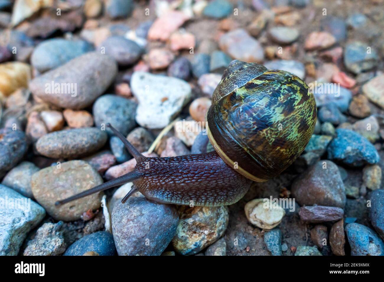 Snail on pebbles Stock Photo - Alamy