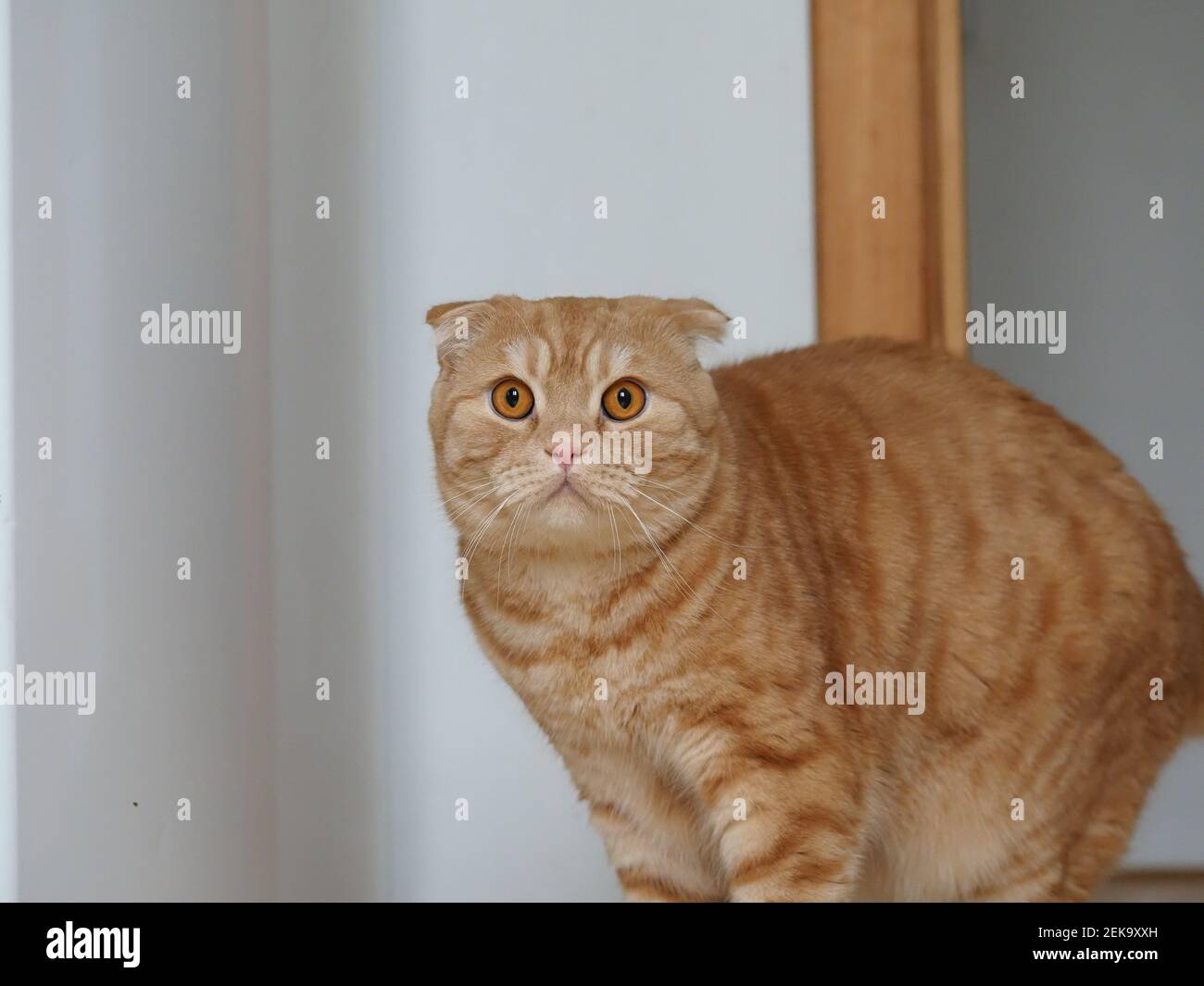 scottish fold red cat at home Stock Photo - Alamy