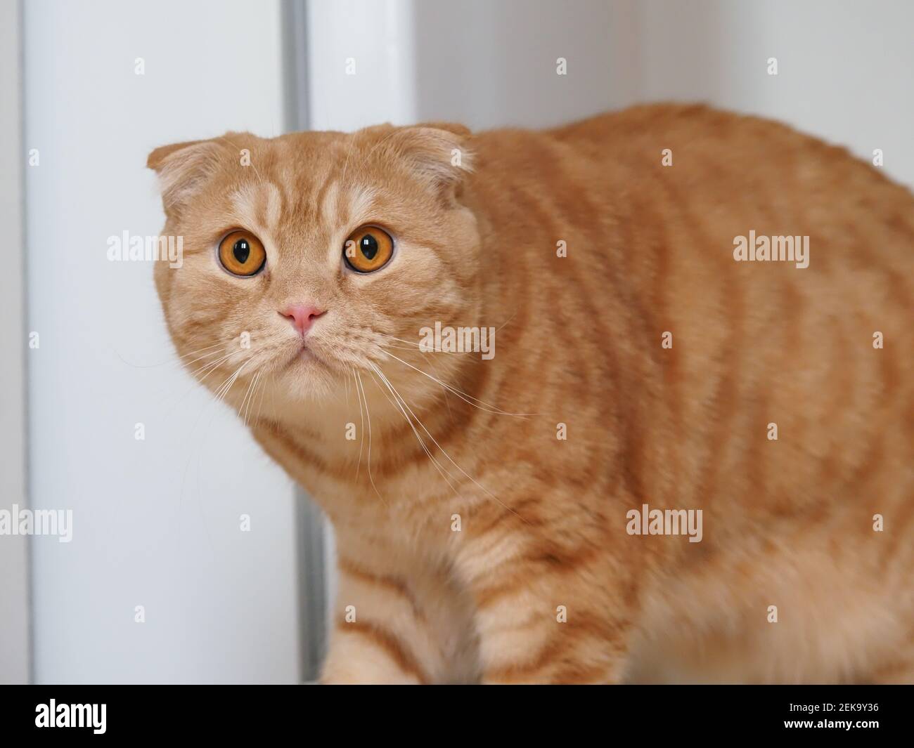 scottish fold red cat at home Stock Photo - Alamy