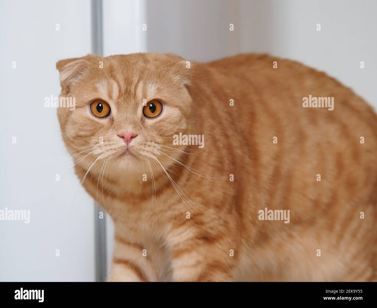 scottish fold red cat at home Stock Photo - Alamy