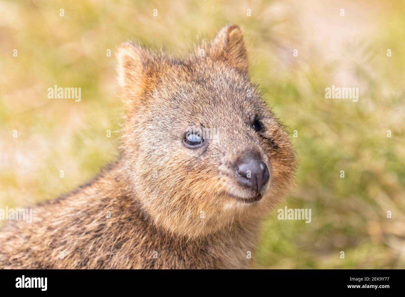 Australia, Western Australia, Rottnest Island, Close up of quokka (Setonix brachyurus Stock ...